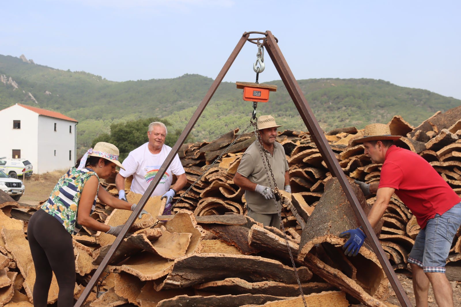 La producción de corcho de los Montes de Propios supera a la del pasado ...